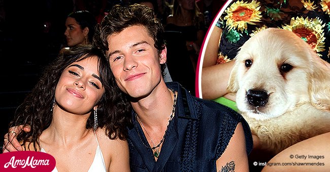 Shawn Mendes & Camila Cabello Become Parents as They Introduce Their ...