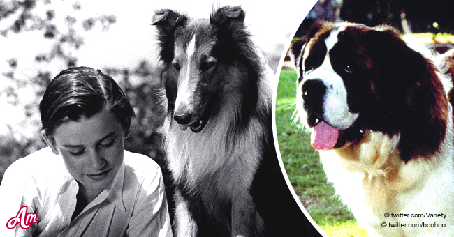 Most Adored Animals from Our Favorite Shows that Will Stay Forever in ...