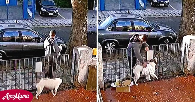 Man Pets a Stranger's Dog and Makes Unexpected Move