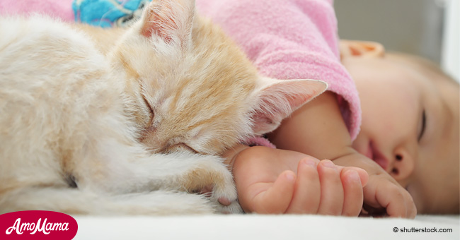 Cómo un gato astuto logró salvar la vida de un bebé