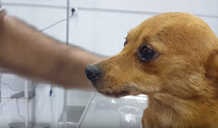 Teary-eyed dog looks incredibly emotional after almost dying