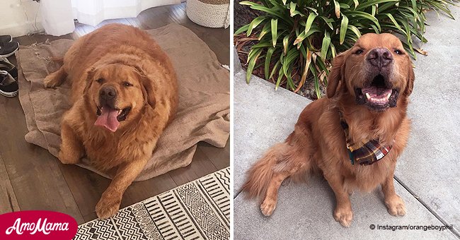 Perro obeso tiene increíble transformación tras ser adoptado y perder ...