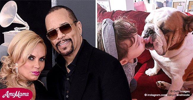 Ice-T's Daughter Chanel Kisses Their Family Dog Maxi as She Celebrates ...