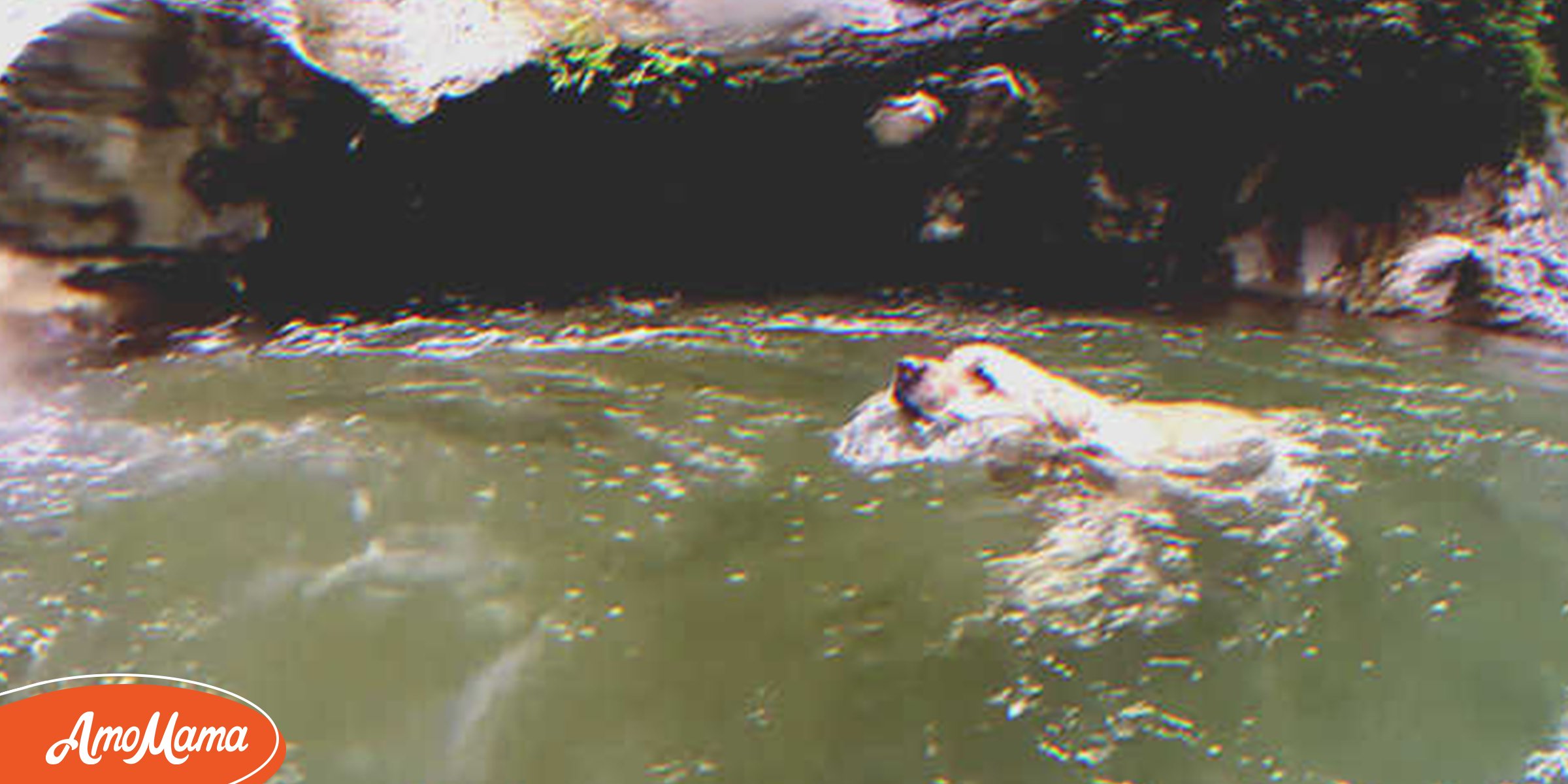 Little Boy Dives into Raging River to Save Drowning Stray Dog – Story ...