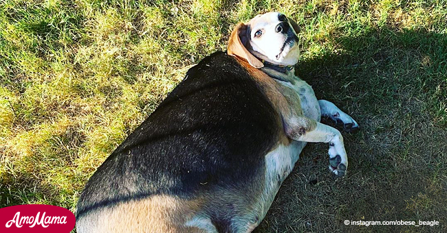 Wolfgang the Obese Beagle's Weight Loss Journey