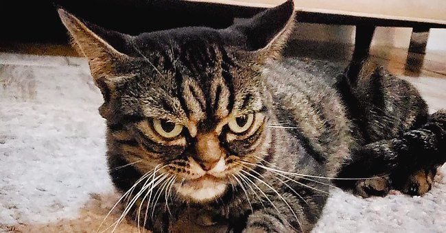 Meet Kitzia, the Angry Grumpy Cat That Looks Even More Thundering Than ...
