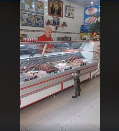 Gato se para frente al mostrador de carne, y el tendero lo trata como ...