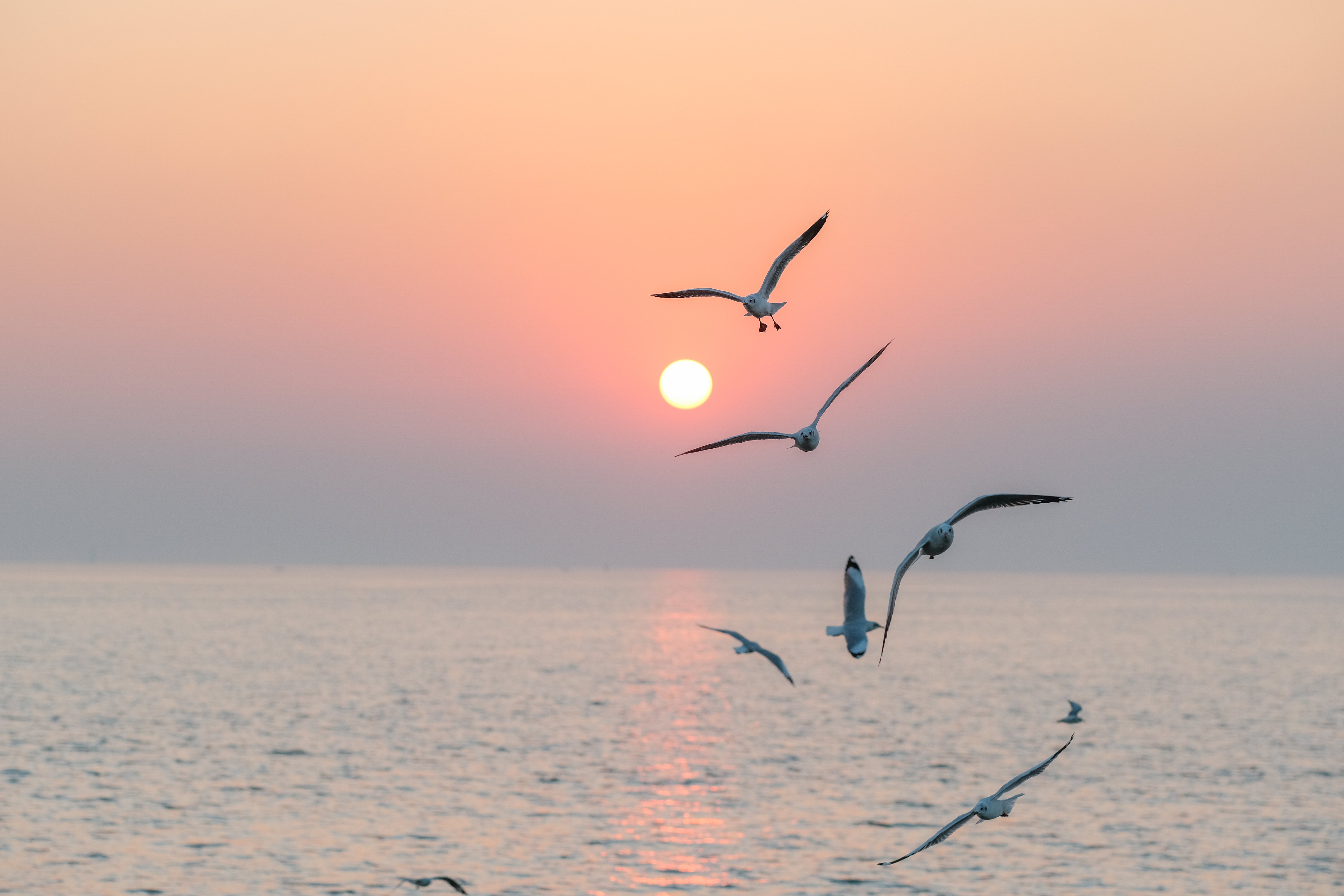 Todo sobre la gaviota, un ave común con un interesante significado ... Todo sobre la gaviota, un ave común con un interesante significado ...