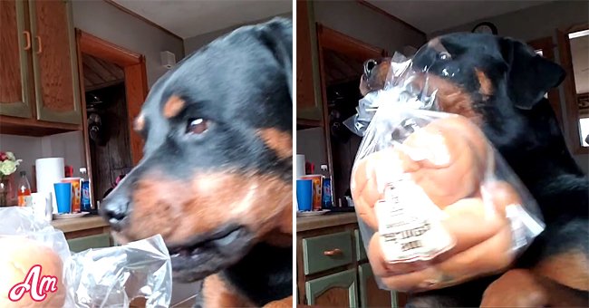 Tierno momento en que un perro "protege" el pan ante la ausencia de sus ...