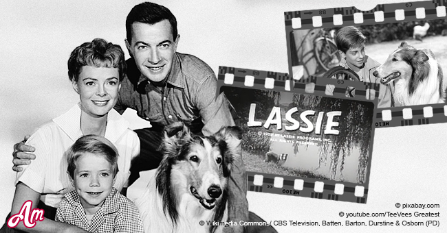 20 Facts about 'Lassie' You Might Not Know