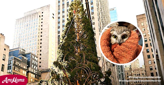 People Argue an Owl Rescued from Rockefeller Center Christmas Tree Was ...
