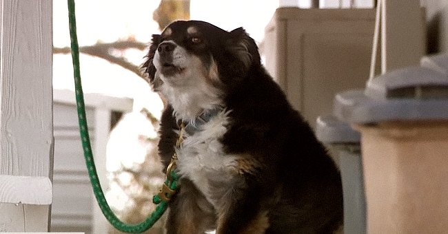 La historia de George, el perro que dio su vida al salvar a 5 niños de ...