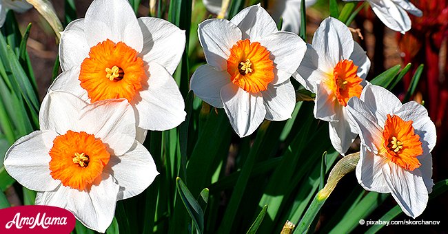 Useful Tips and Ideas on How to Grow Paperwhites Blooms
