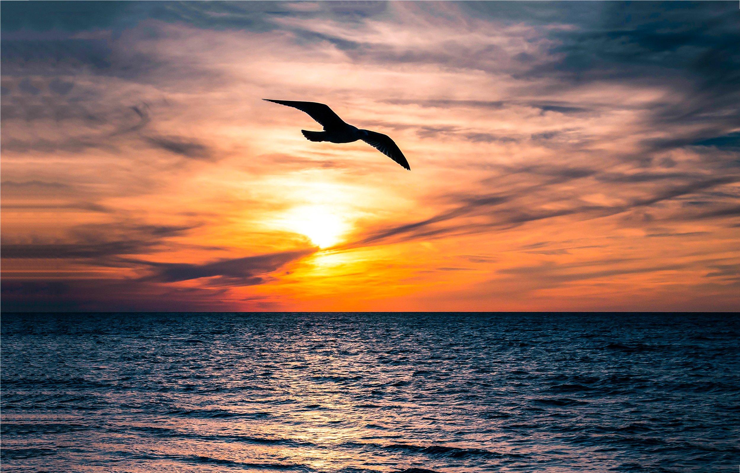 Todo sobre la gaviota, un ave común con un interesante significado ... Todo sobre la gaviota, un ave común con un interesante significado ...