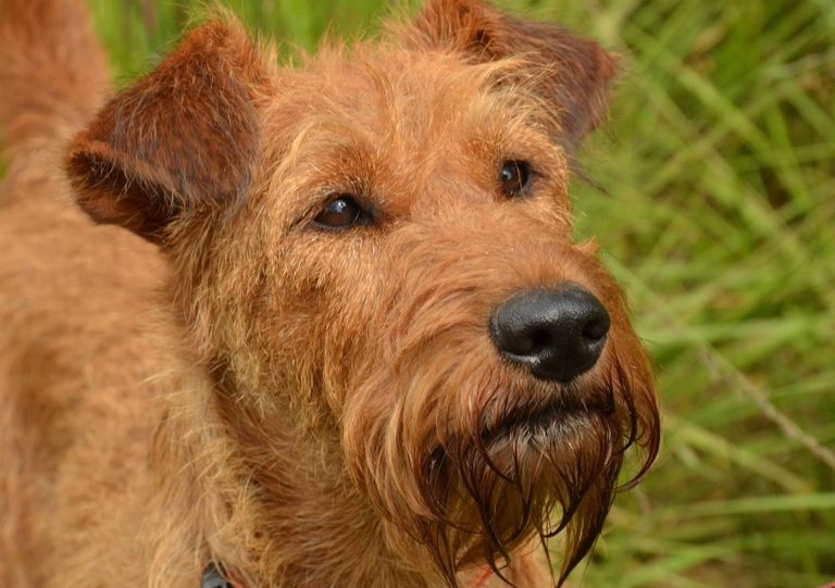 Un concierge sauve une chienne juste après son licenciement. Le ...