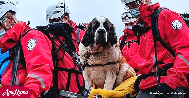 Mountain Rescue Crew Brought down an Injured St Bernard from the ...