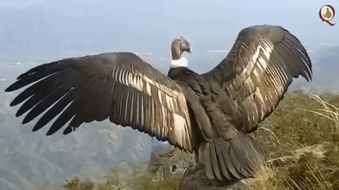 Cóndor gigante voltea para 'agradecer' a sus rescatistas antes de su ...