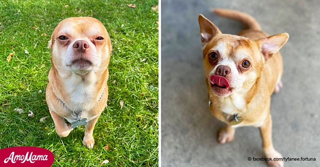 Woman's Candid Description for Demonic Chihuahua Who Needs a New Home ...