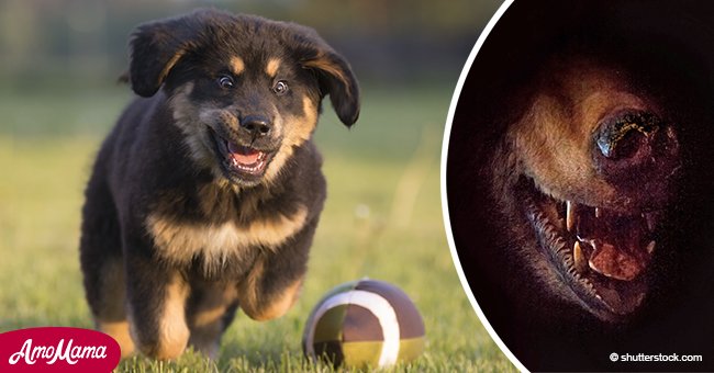 Pet puppy raised by Chinese family turns out to be a dangerous predator