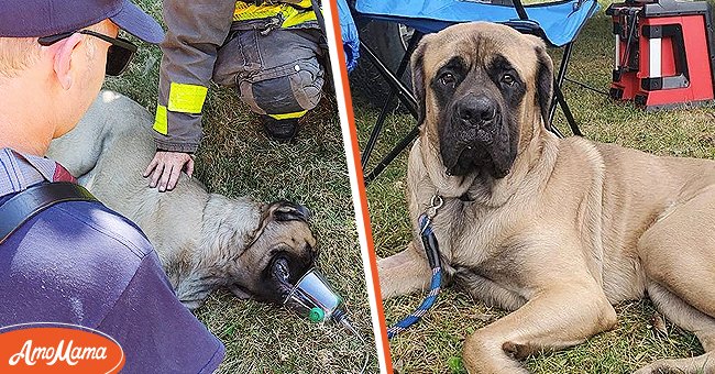 Bombero adopta al perro que rescató de un incendio cuando los dueños ...