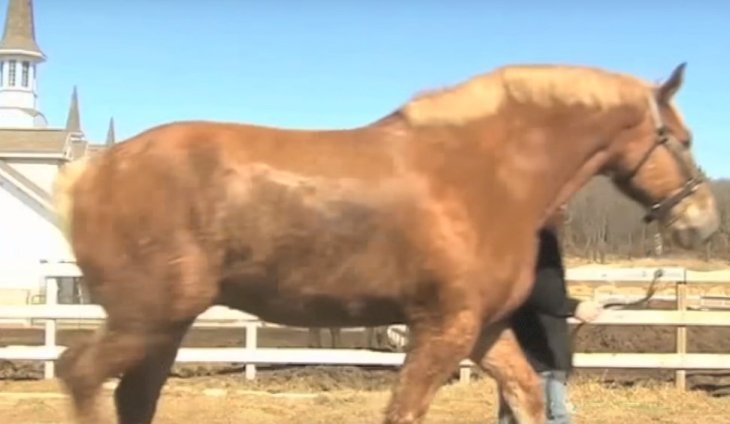 Man introduces his horse who won the Guinness World Record (video)