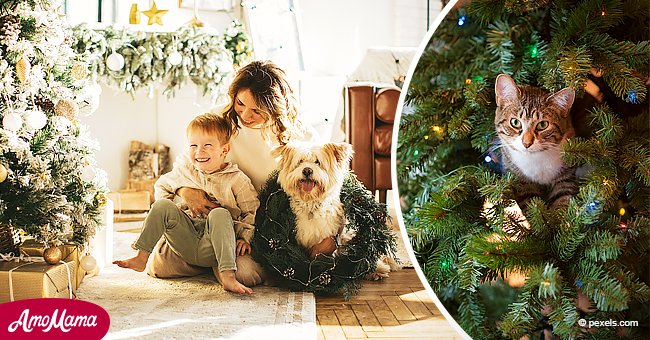Here Are a Few Ideas on How to Include Pets into Christmas Family ...