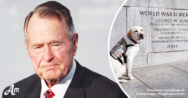 George HW Bush’s Service Dog Sully Pays a Tearful Tribute to His ‘Best ...