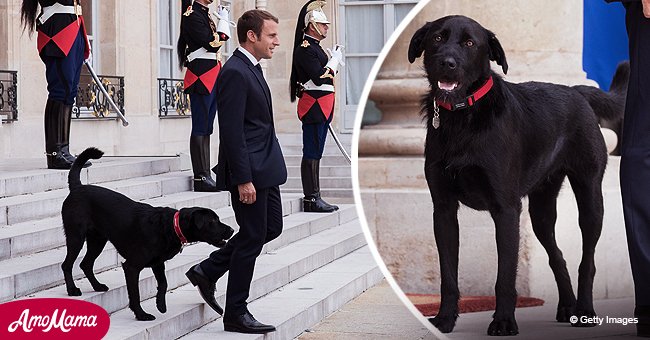 Emmanuel Macron a 42 ans : l'histoire du chien qu'il a adopté avec ...
