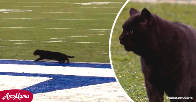 New York Giants-Dallas Cowboys Game Interrupted When Black Cat Ran onto ...