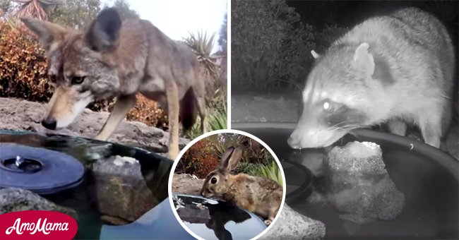 Une caméra cachée filme des animaux sauvages en train de boire : la ...