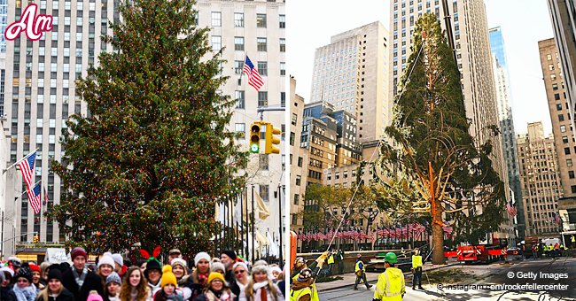 People Displeased as 75-Foot Christmas Tree Arrives in NY's Rockefeller ...