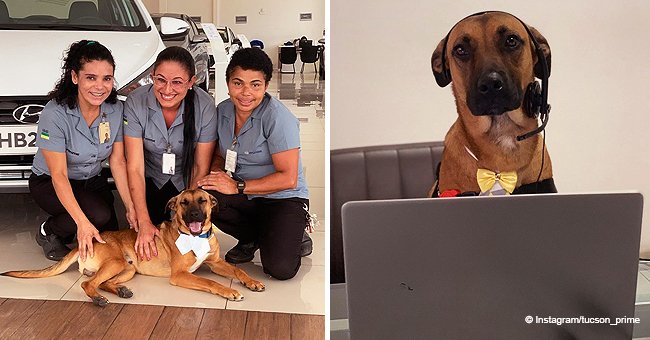 Stray Dog 'Hired' by Car Dealership in Brazil – Details of the Pup's ...