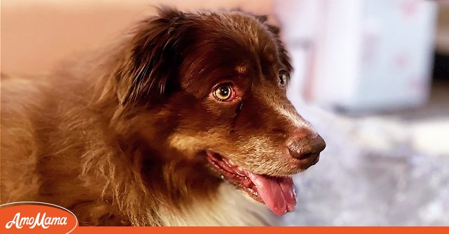 Un couple conduit 3 heures pour sauver le chien de leur grand-père décédé