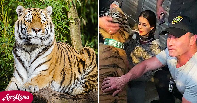 Wandering Tiger in Houston Was Found Unharmed and Turned over to ...