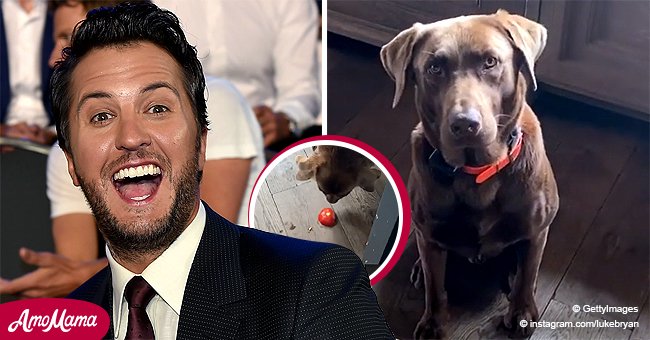 See How Luke Bryan Pranked His Dog Choc in a Hilarious New Video Shared ...