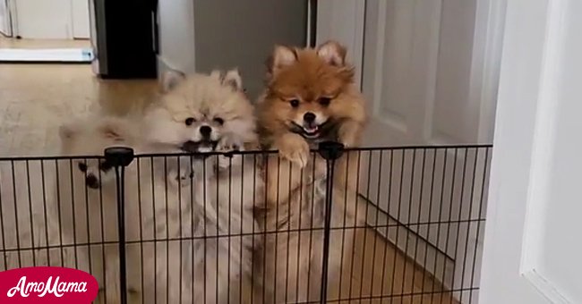 Cuteness Overload: Adorable Animals That Will Make You Say "Aww So Cute!"
