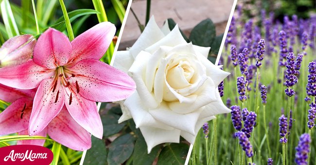 Here Are the Best Flowers for Each Star Sign