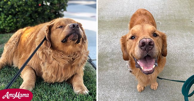 La increíble transformación de un perro obeso tras ser adoptado y ...