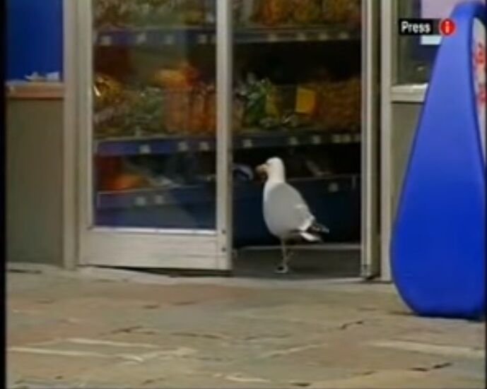Cheeky seagull caught on tape committing a crime