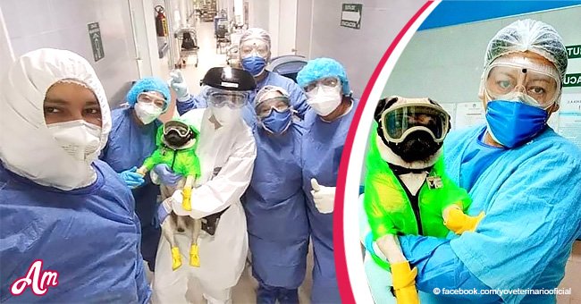 "Harley, el tuerto": el perro terapeuta que ayuda a los médicos que ...