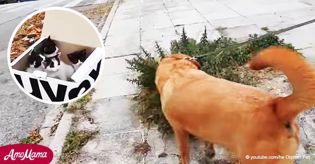 Perro desesperado llevó a su paseadora a una caja donde 4 bebitos ...