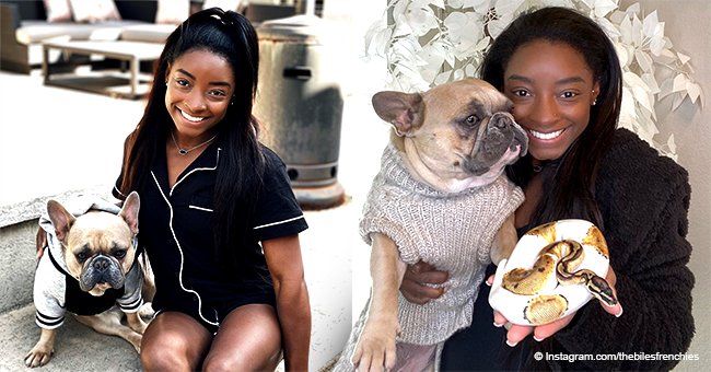 Simone Biles Is a Proud Mom of French Bulldogs — 6 of Her Cutest ...