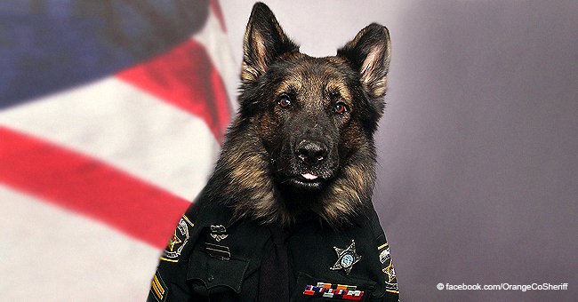 Police Dog, Chico, Steals Hearts Posing for His Official K-9 Badge ...