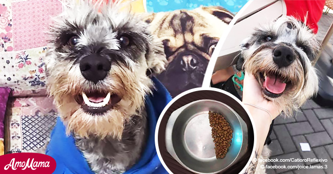 Perrito adoptado que pasó hambre y sufrimiento siempre deja el tazón de ...