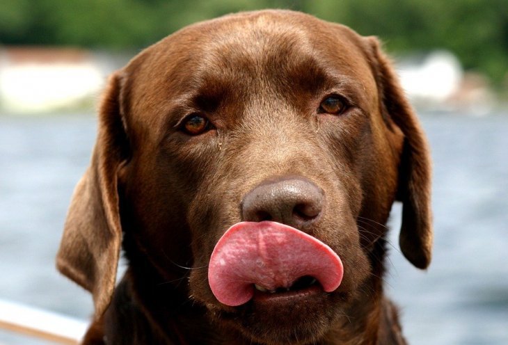 Bebé se acerca a perrito para darle besito en el hocico, y termina ...
