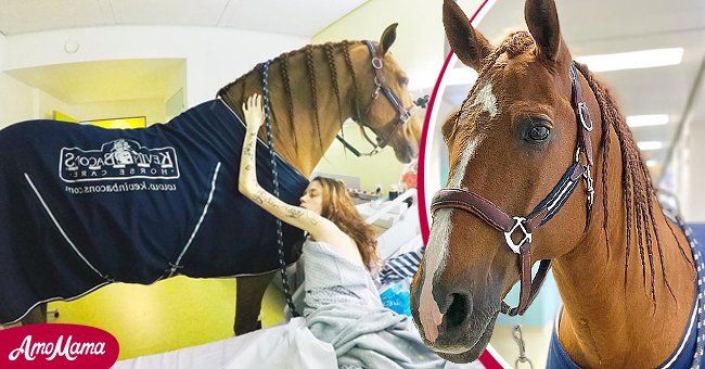 Conoce a Doctor Peyo, el caballo que puede detectar tumores y ...