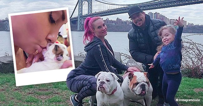 Ice-T's Wife Coco Austin Shows off Her Newborn Puppies — See Heart ...