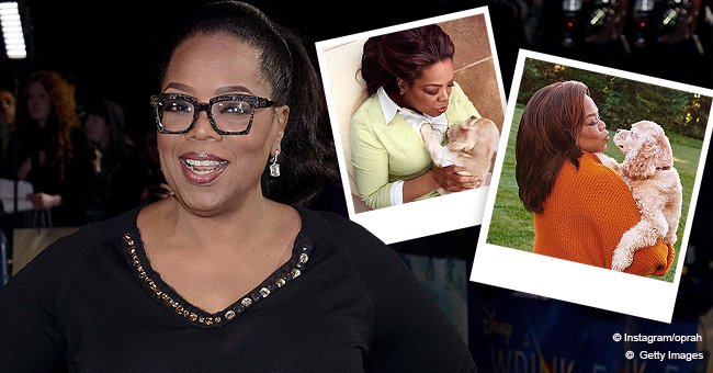 Oprah Winfrey Shows off Her Adorable 11-Year-Old Adopted Cocker Spaniel ...
