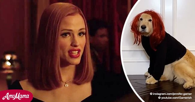 See Jennifer Garner's Dog Recreate Iconic Movie Costumes in a Hilarious ...
