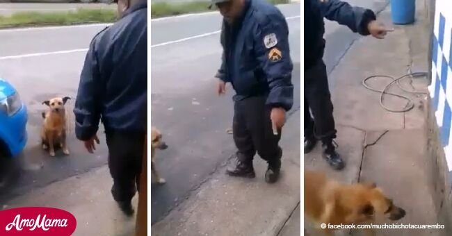 Policía busca y detiene a perro "delincuente", y el video se vuelve viral